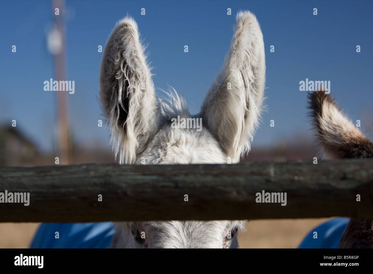 White donkey peering through a wooden fence Stock Photo - Alamy