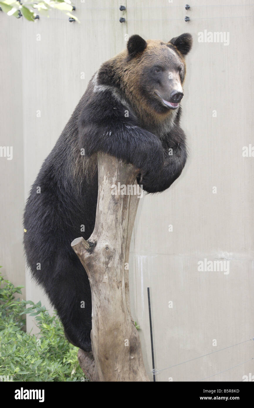 bear at the zoo Stock Photo - Alamy