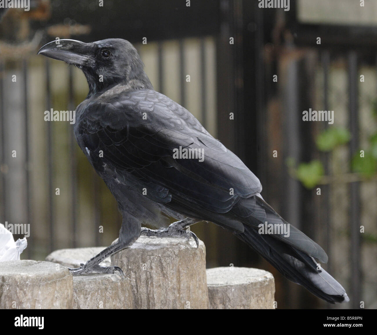 Japanese crow hi-res stock photography and images - Alamy