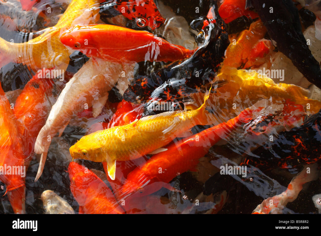 Koi swimming in a fish pond Stock Photo - Alamy