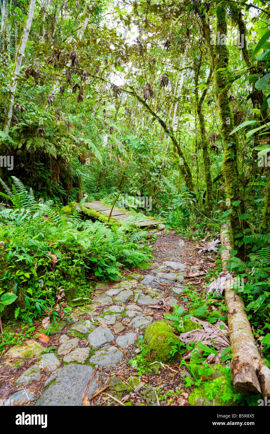 Footpath in rainforest Stock Photo - Alamy