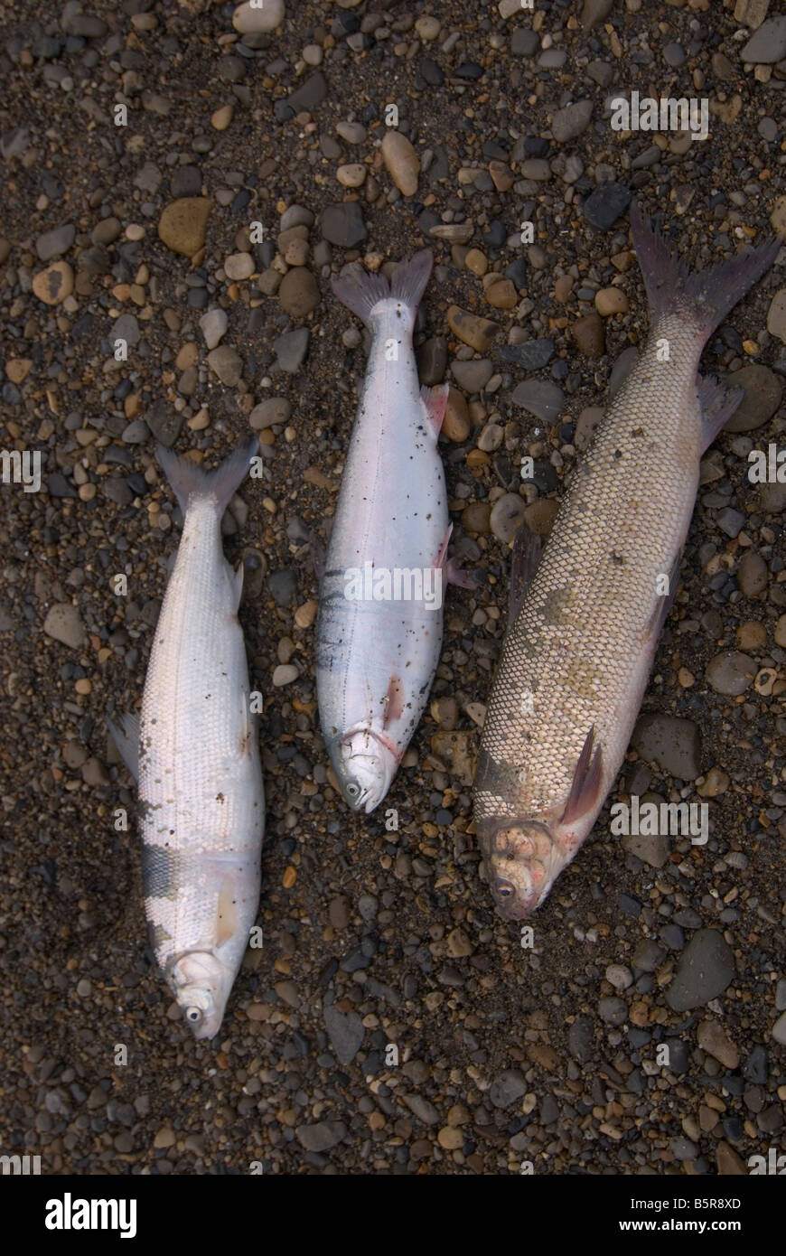 arctic char cisco broad whitefish fish Stock Photo - Alamy