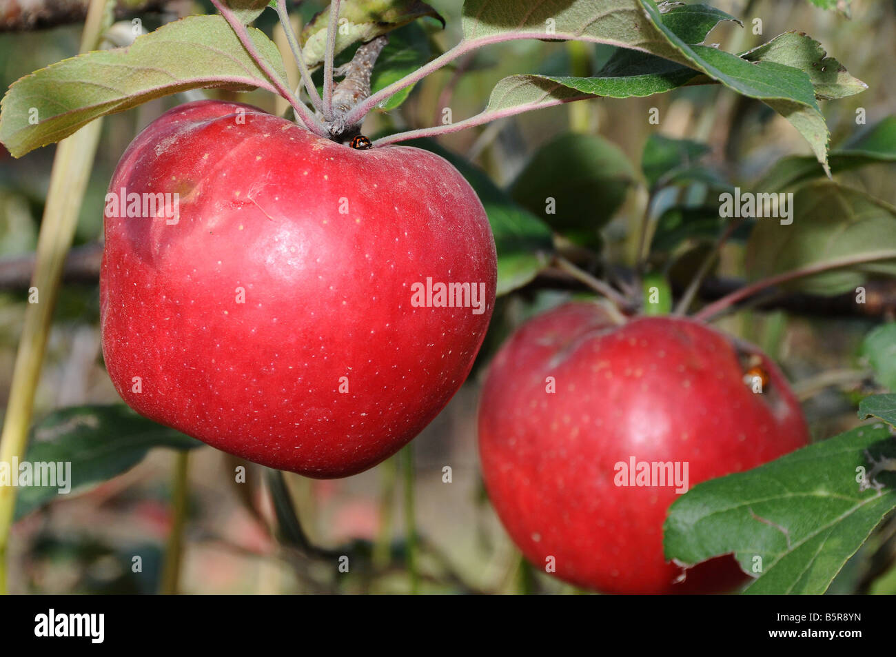 Apples horizontal hi-res stock photography and images - Alamy