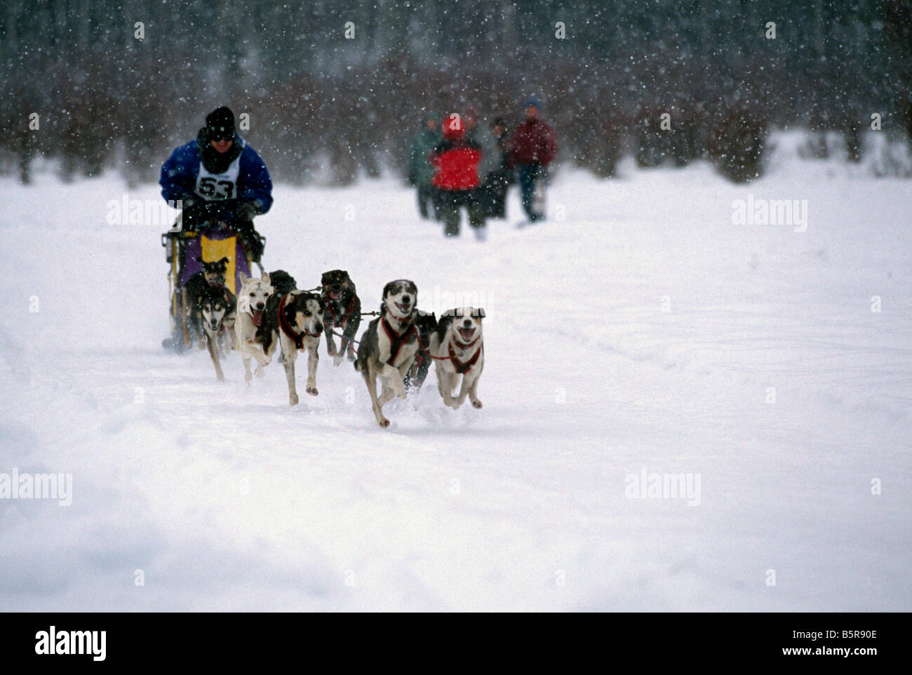 Team of Sled Dogs racing at the International Sled Dog Race near ...