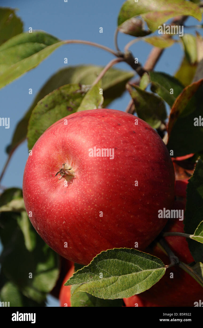 Red apple on a branch Stock Photo - Alamy