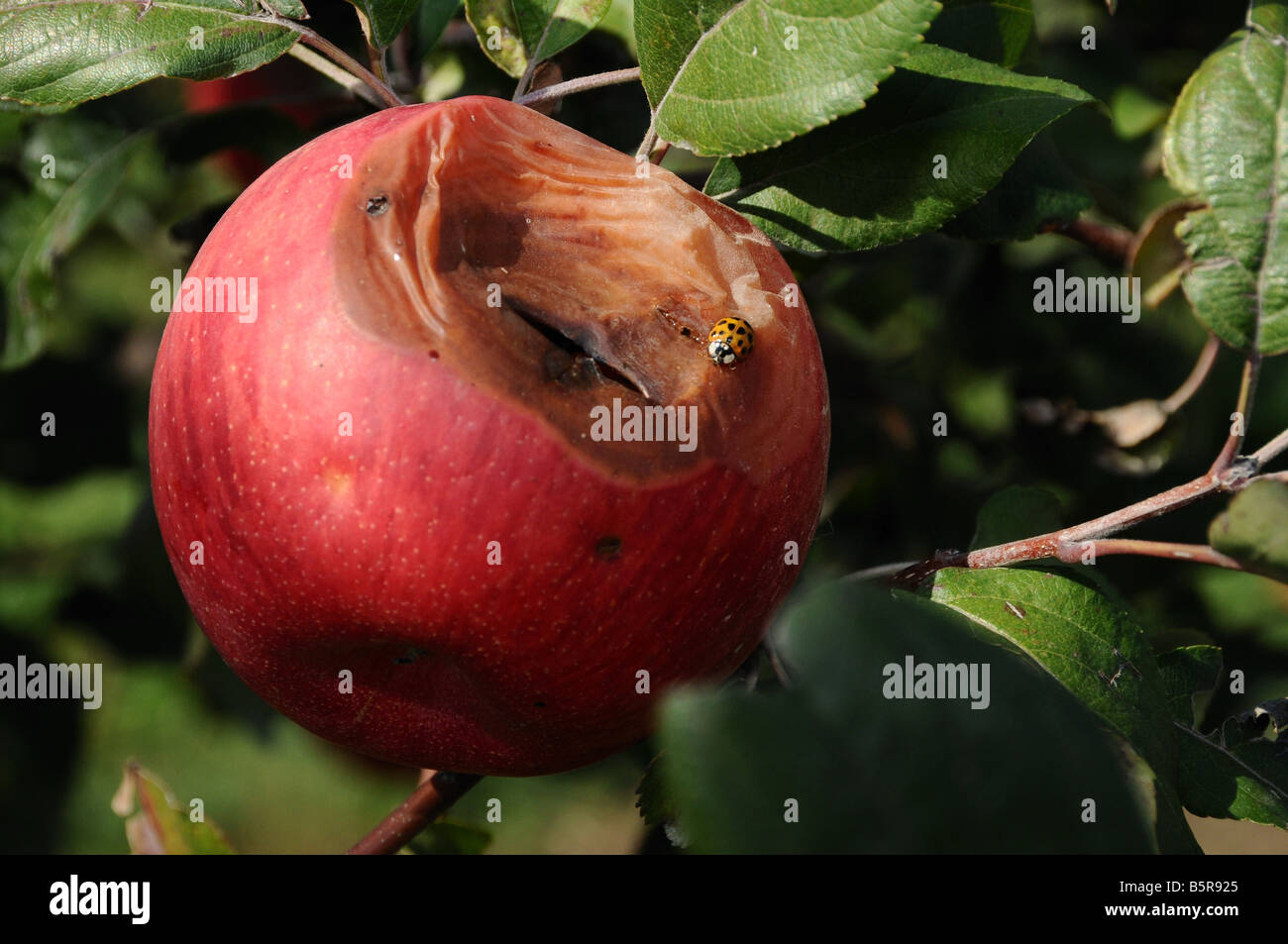 Bad apple hi-res stock photography and images - Alamy