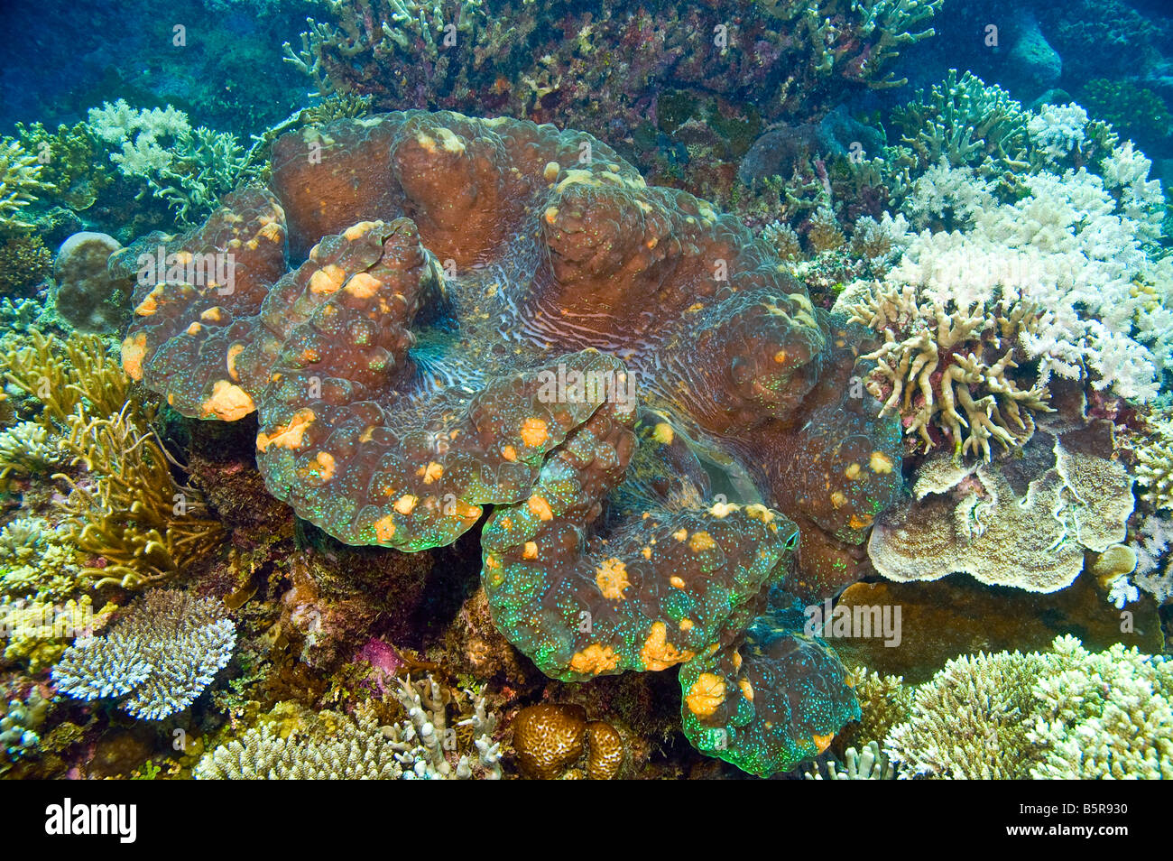 Underwater clam hi-res stock photography and images - Alamy