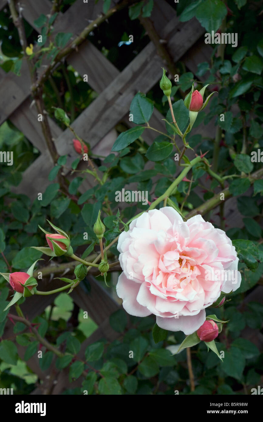 Pink climbing rose hi-res stock photography and images - Alamy