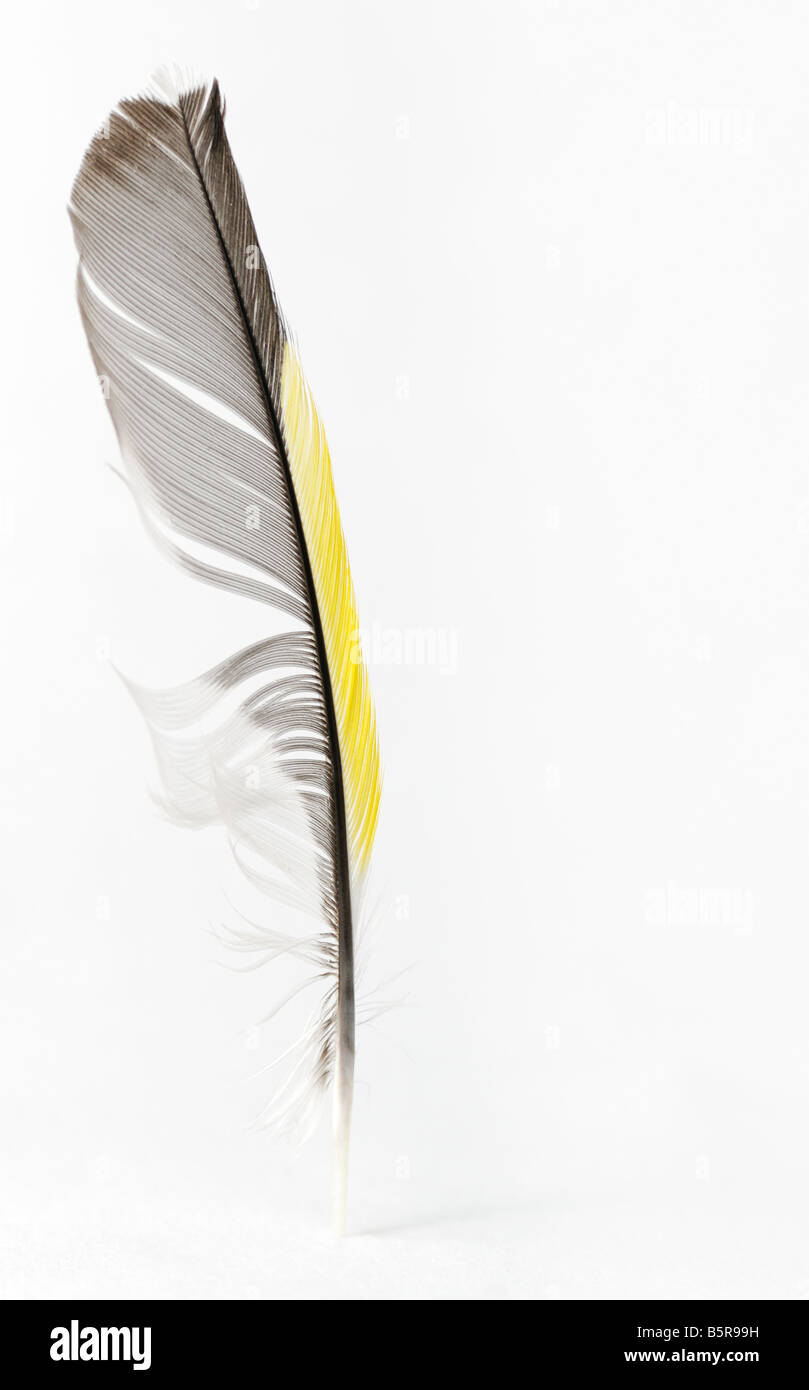 Feather The bird s feather of yellow black grey white colors is ...
