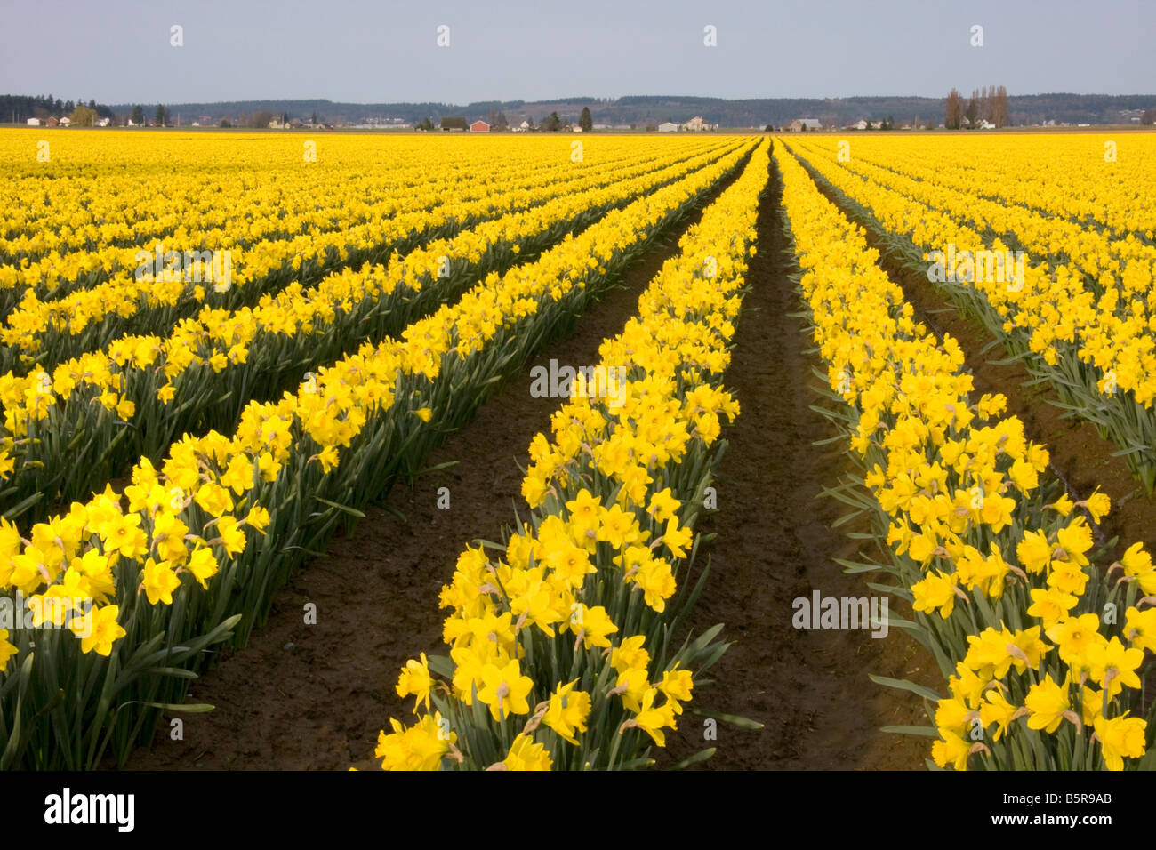 A field of yellow daffodils in Mount Vernon Washington Stock Photo - Alamy