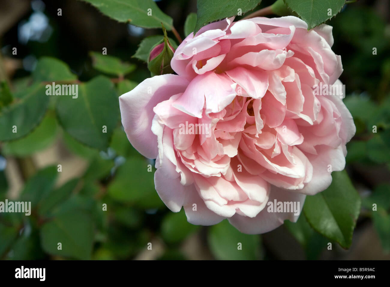 Pink climbing rose hi-res stock photography and images - Alamy