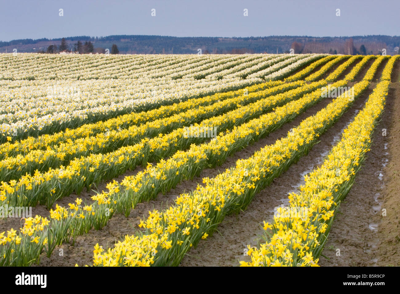 Daffodils in a field hi-res stock photography and images - Alamy