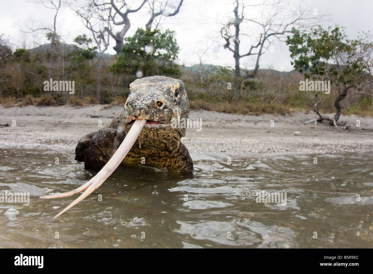 Komodo dragons, Varanus komodoensis, are the worlds largest lizards ...
