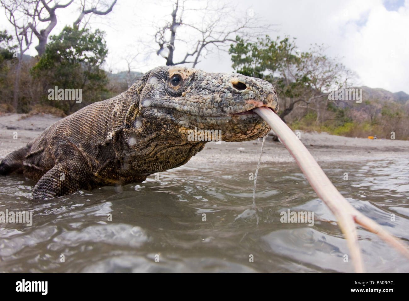 Komodo dragons, Varanus komodoensis, are the worlds largest lizards, Rinca Island, Komodo ...