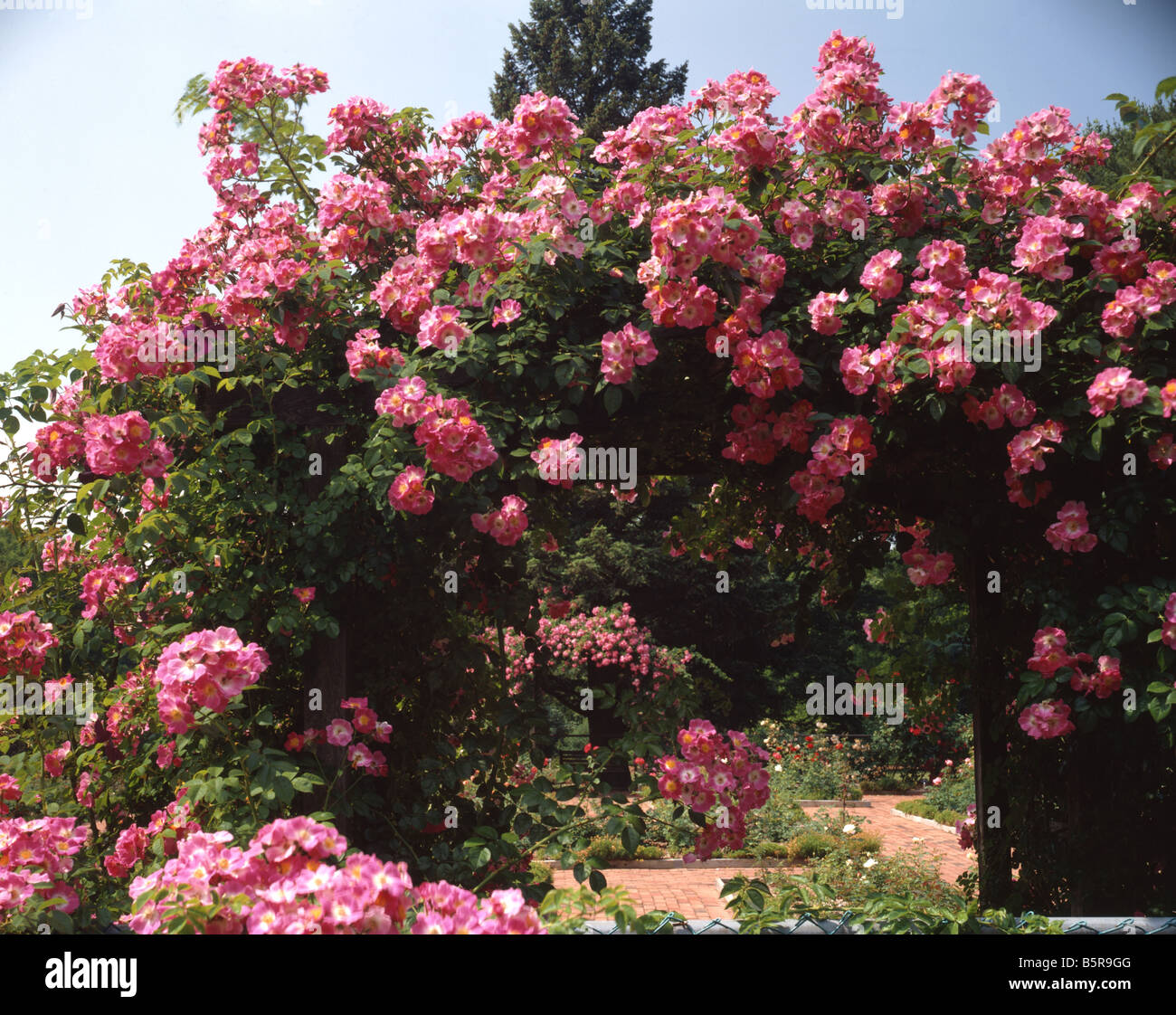 Roses on Trellis Stock Photo - Alamy