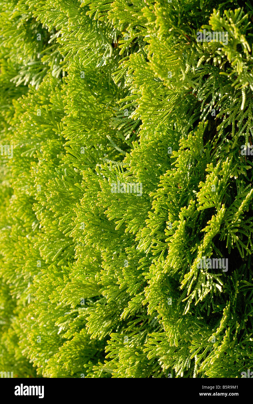 Conifer bush hi-res stock photography and images - Alamy