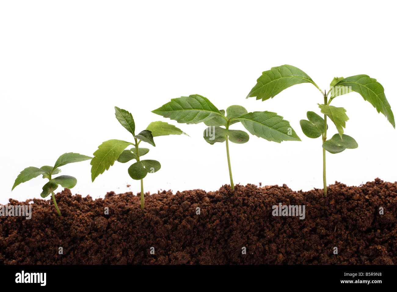 Growing plant stages hi-res stock photography and images - Alamy