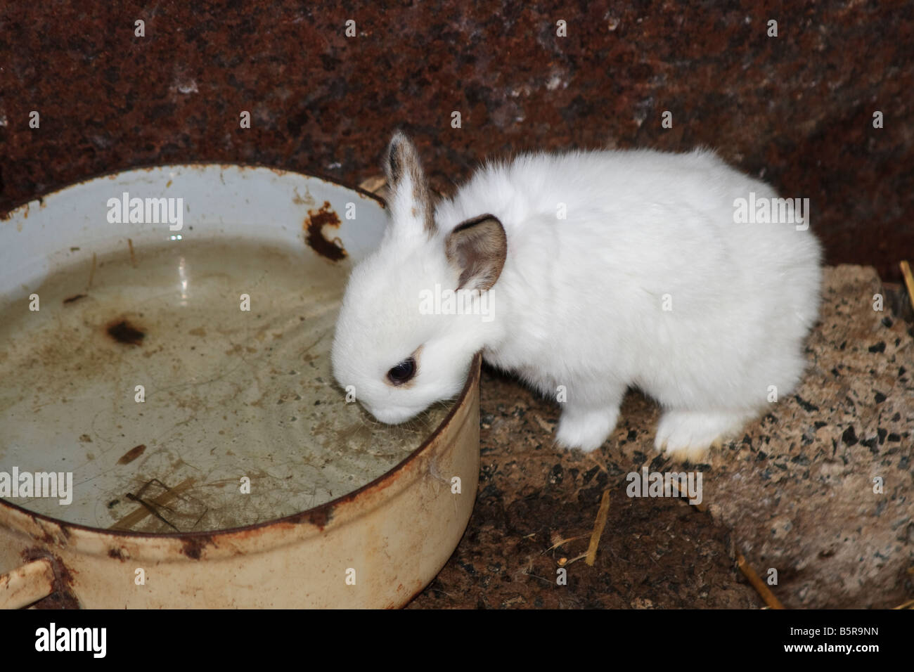 Water Rabbit High Resolution Stock Photography and Images - Alamy