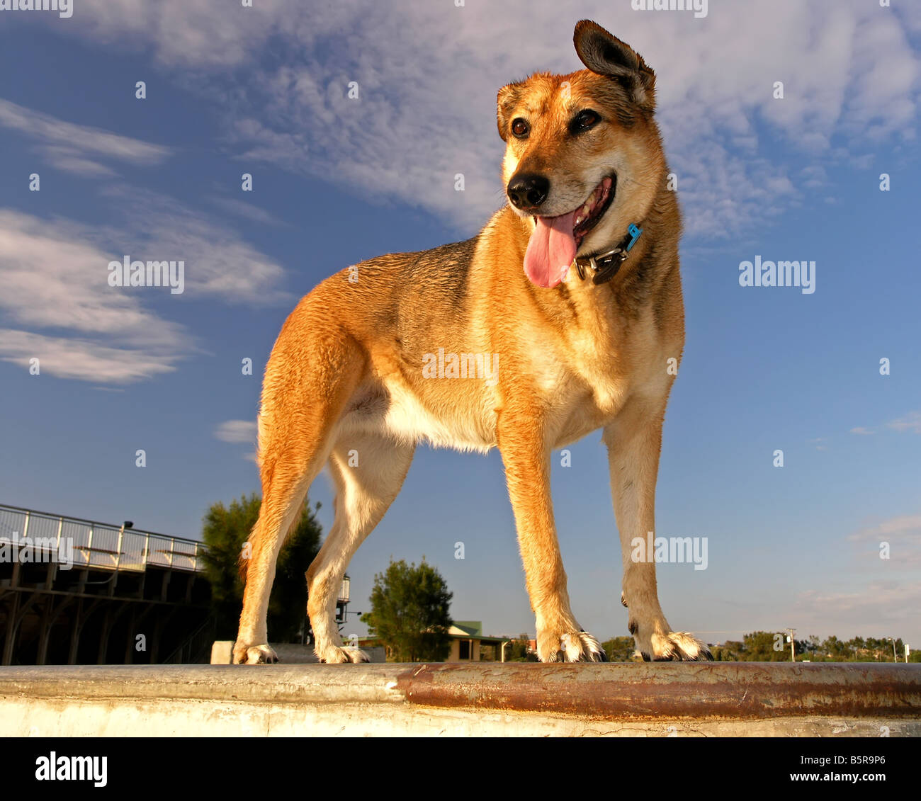 Australia shepard hi-res stock photography and images - Alamy