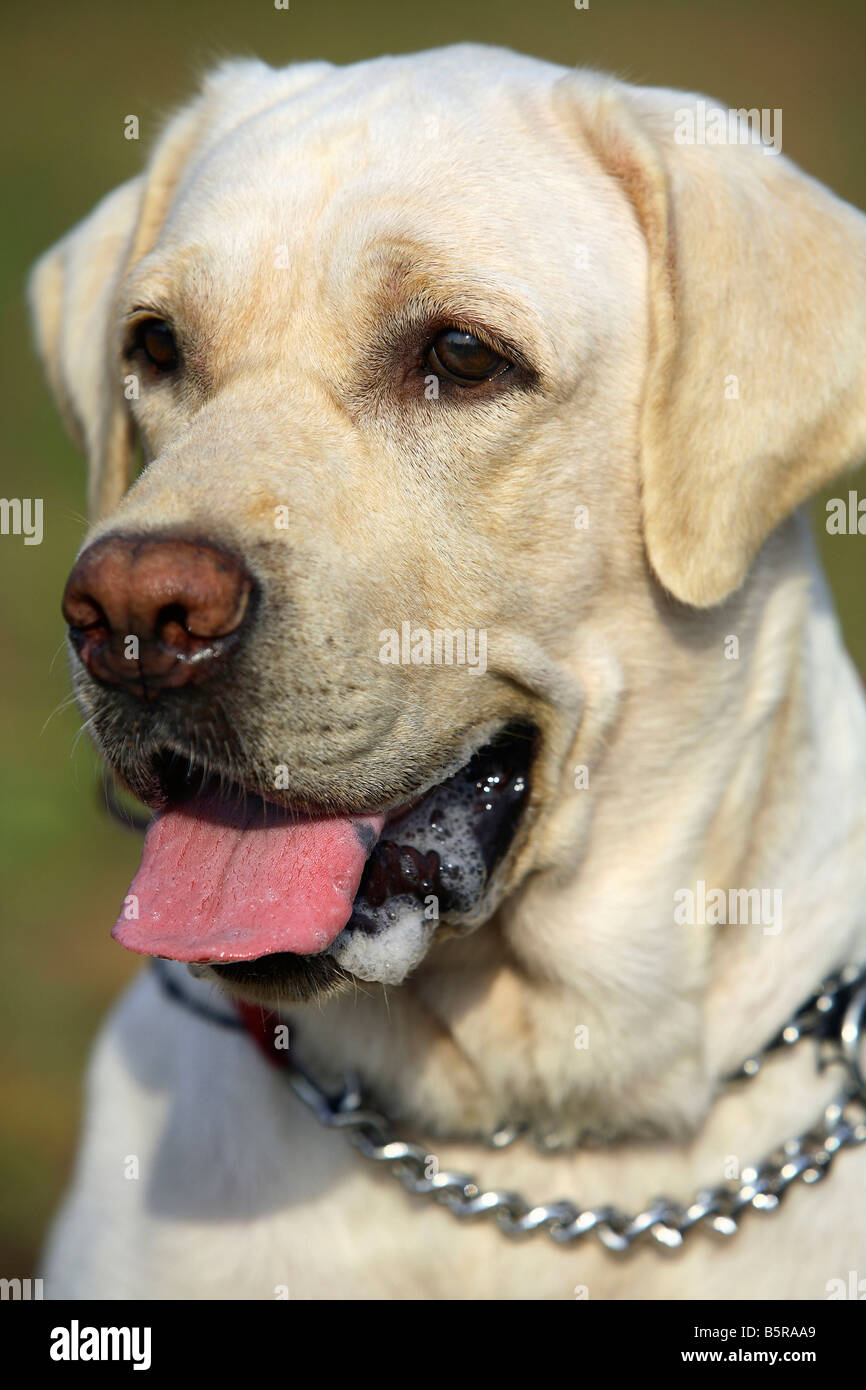Labrador male hi-res stock photography and images - Alamy