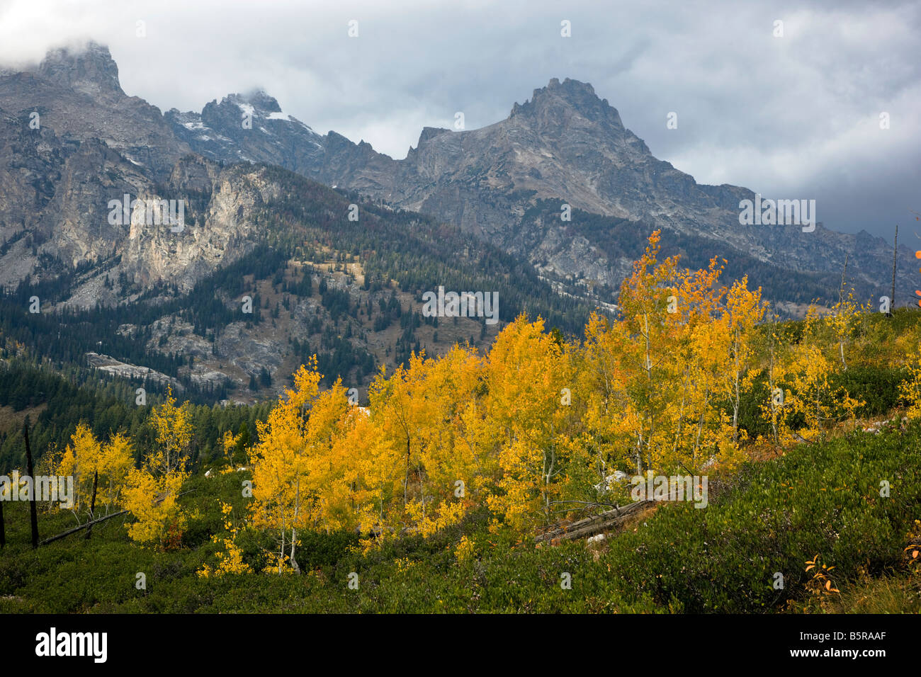 Aspen trees golden with fall color, near Taggart Lake, Teton Mountains ...