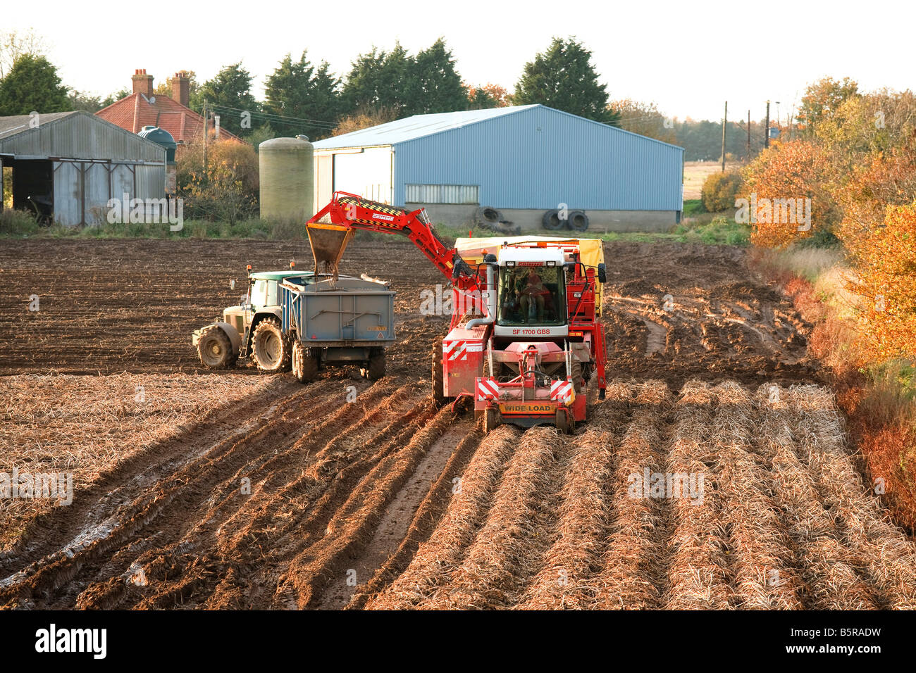 Crop potato uk farmer hi-res stock photography and images - Alamy