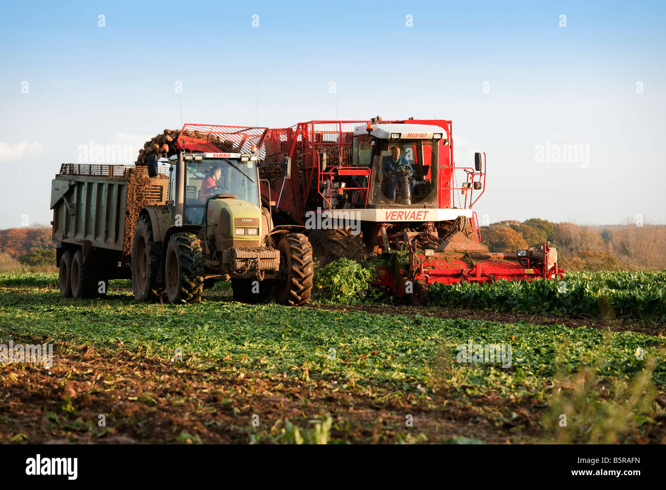 Sugar beet harvest uk hi-res stock photography and images - Alamy