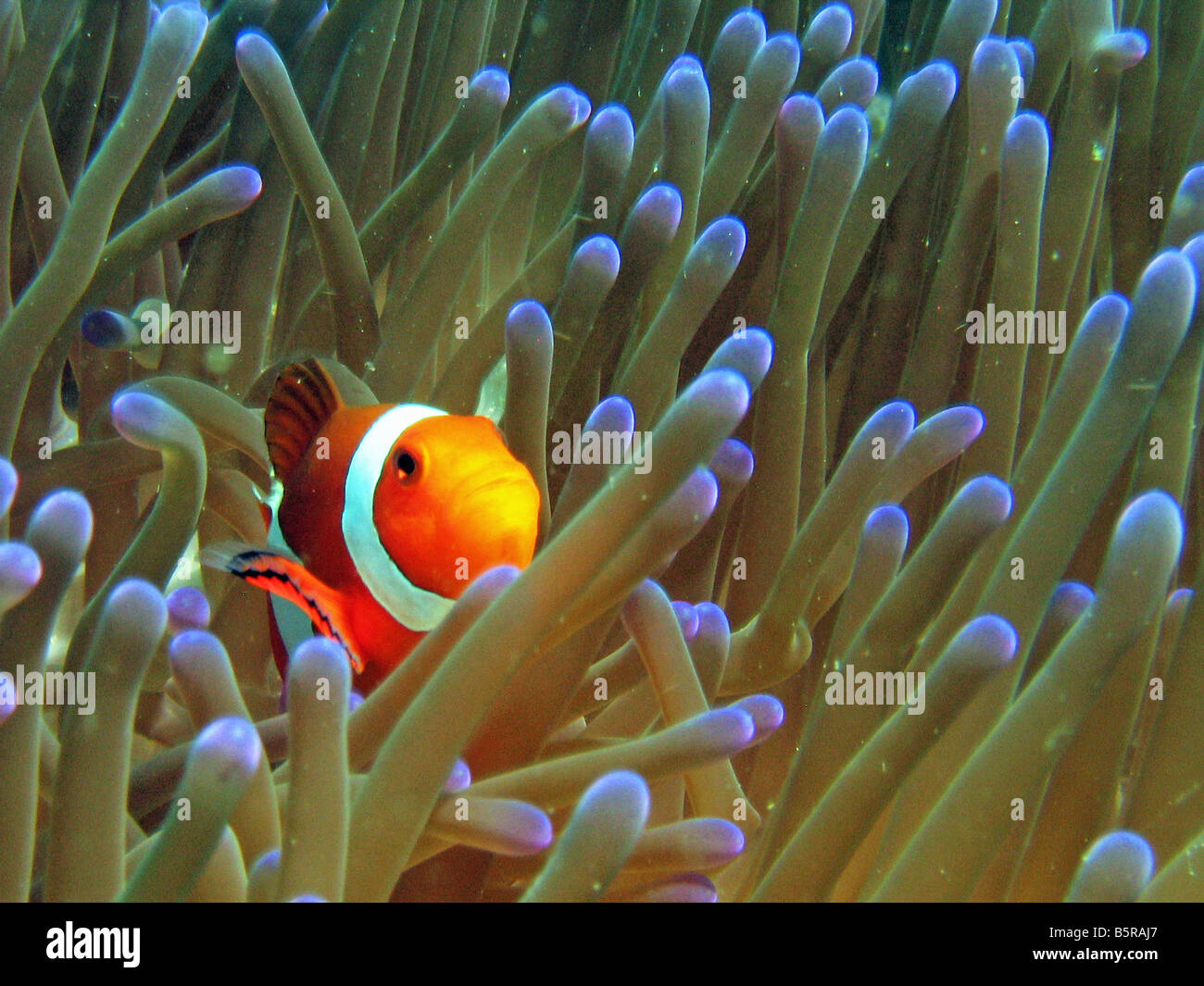 Shy clown fish (Amphiprion ocellaris) hiding in blue tipped anemone ...