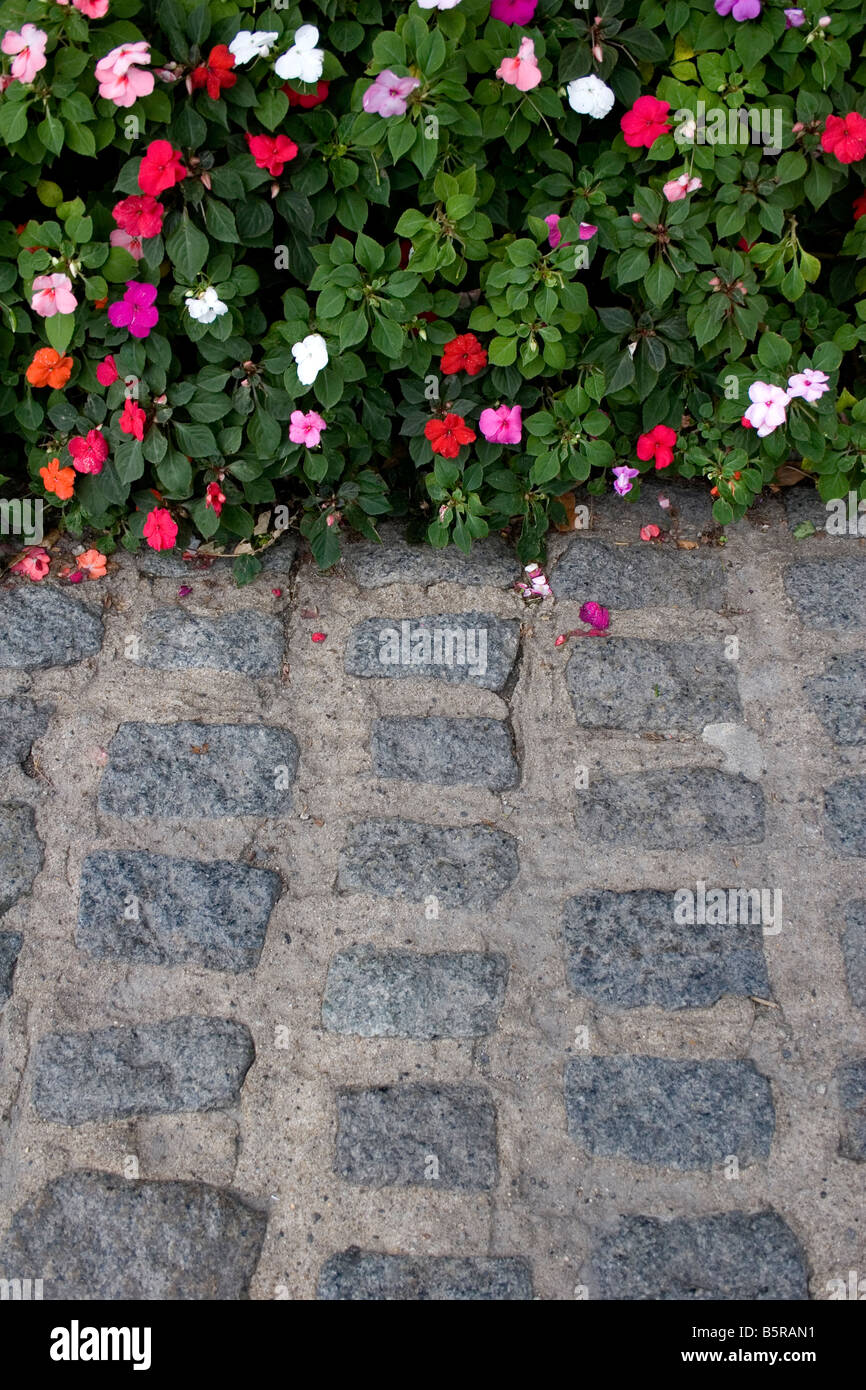 Cobblestone sidewalk and flowers Stock Photo - Alamy
