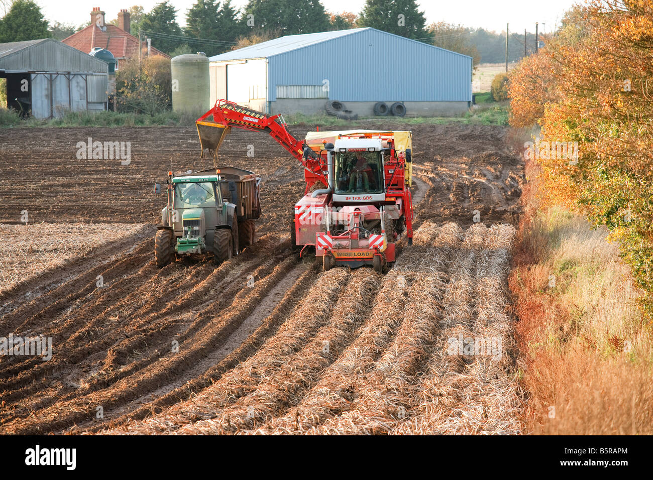 Potato havesting hi-res stock photography and images - Alamy