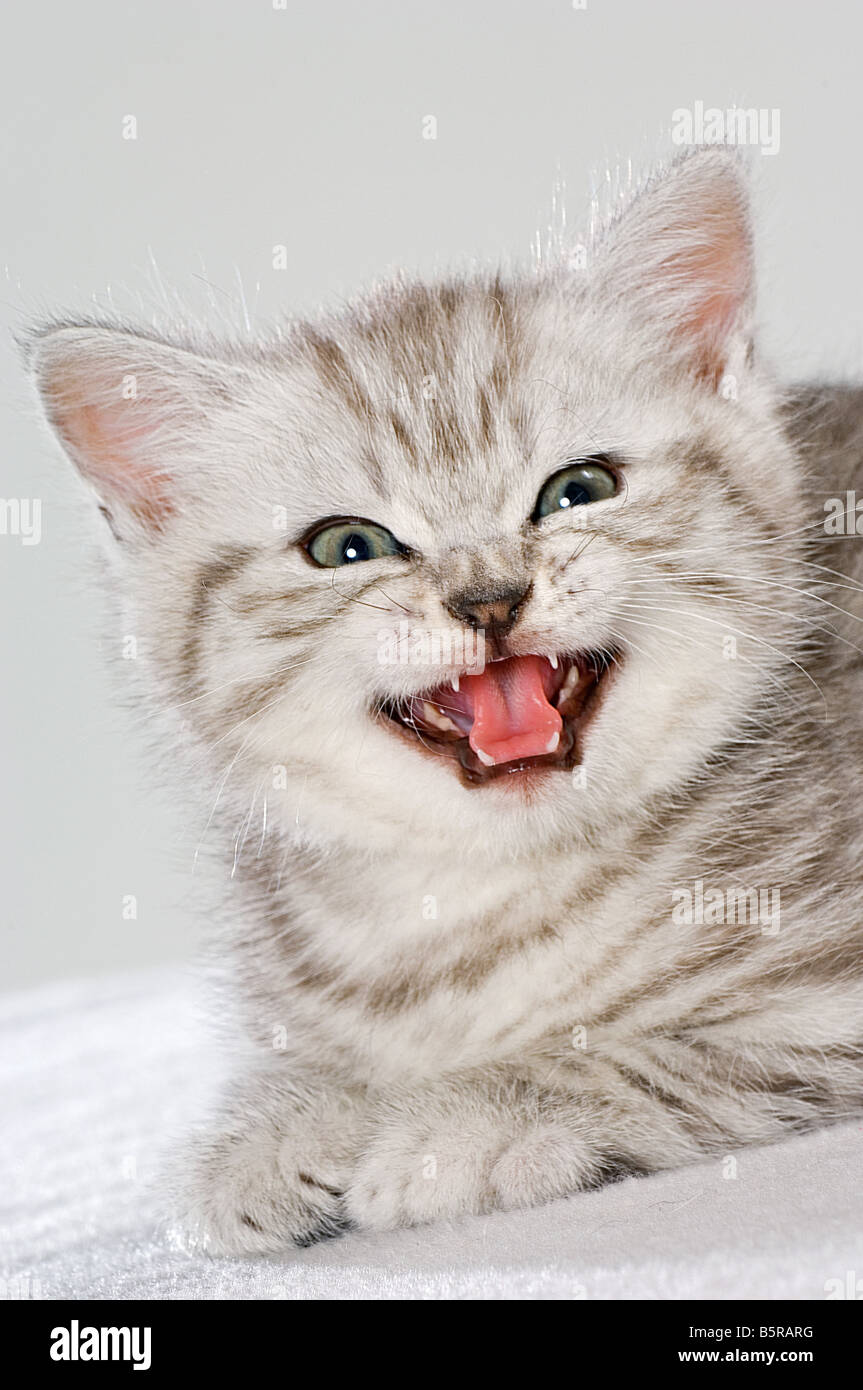 British Shorthair kitten miaowing six weeks - cut out Stock Photo - Alamy