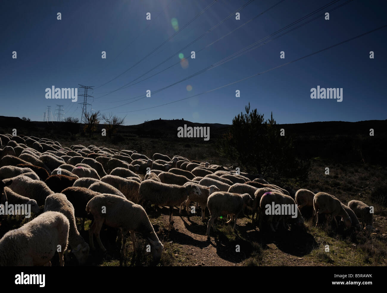 Sheep tumor hi-res stock photography and images - Alamy