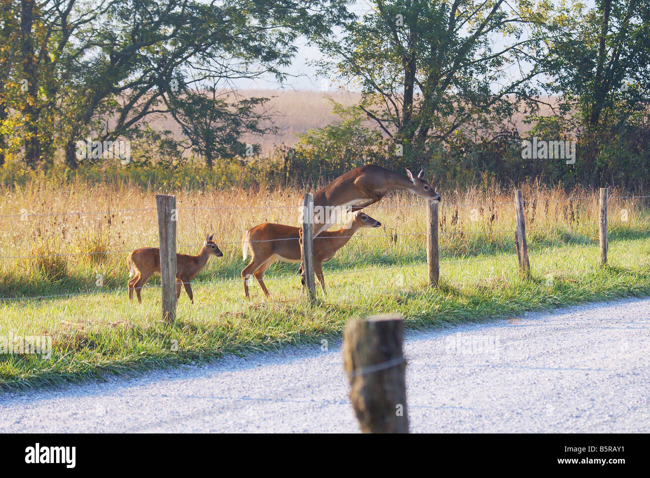 Buck deer jumping fence hi-res stock photography and images - Alamy
