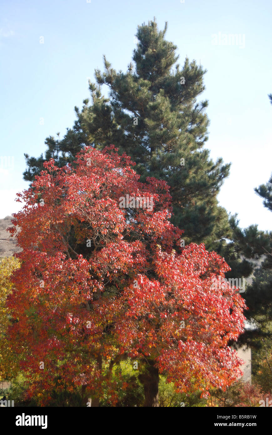 Terebinth Tree High Resolution Stock Photography and Images - Alamy