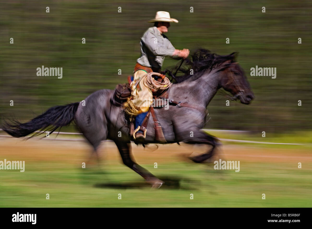 Slow motion panning of cowboy on running horse Montana Stock Photo - Alamy