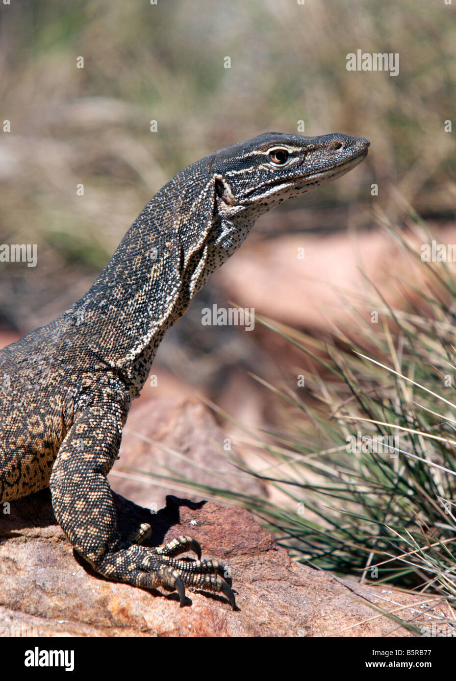 Australian goanna hi-res stock photography and images - Alamy