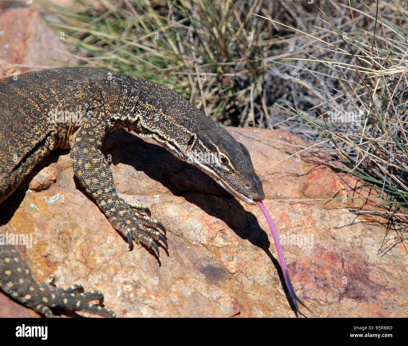 Australian goanna hi-res stock photography and images - Alamy
