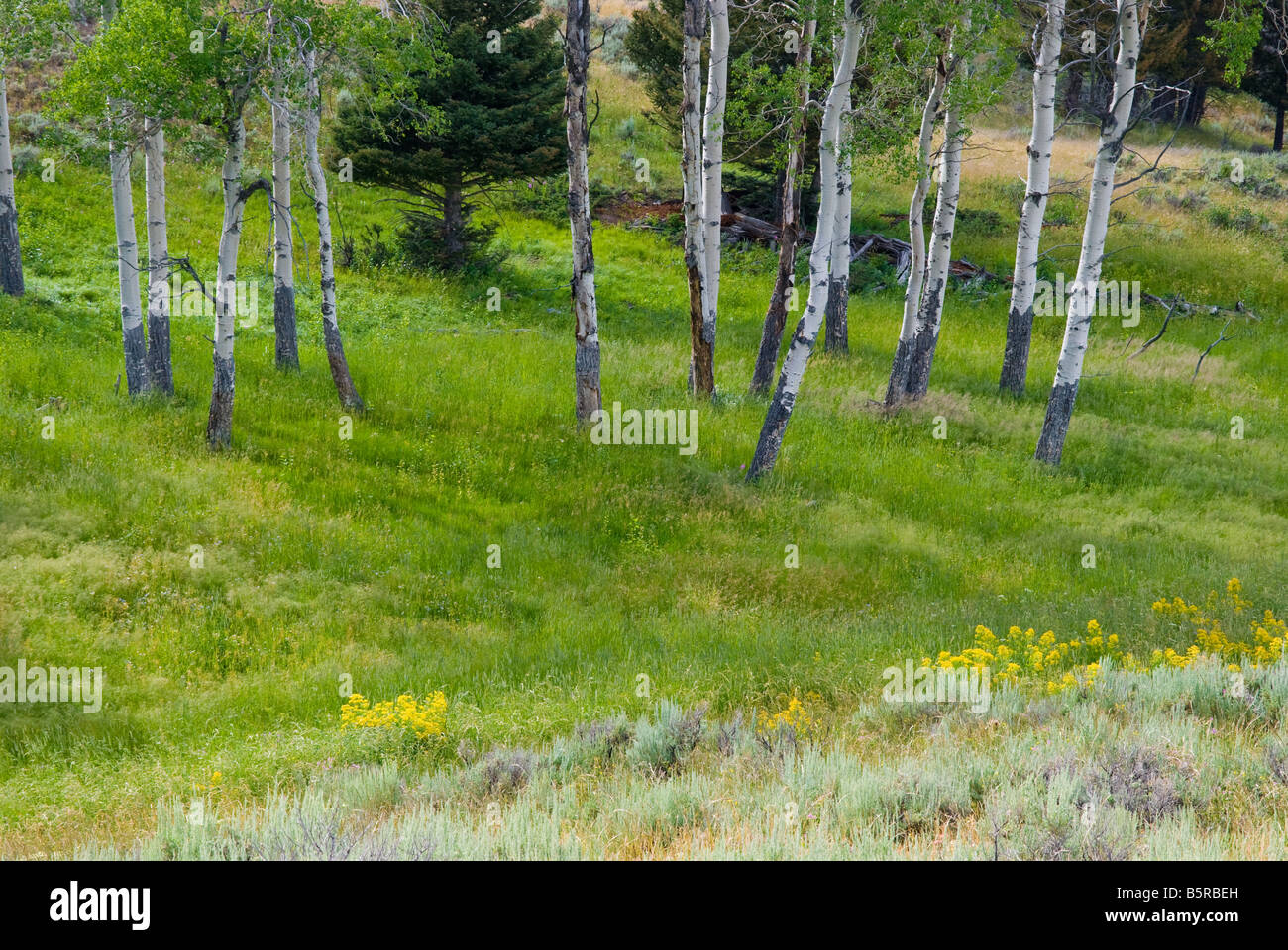 Stand of Aspen trees in green field of grass and sage along the ...