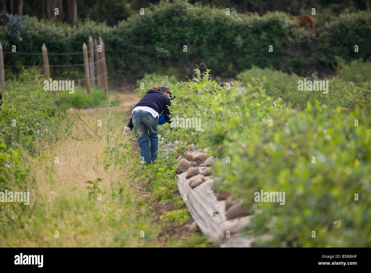 Farm workers weeding blueberries Stock Photo - Alamy