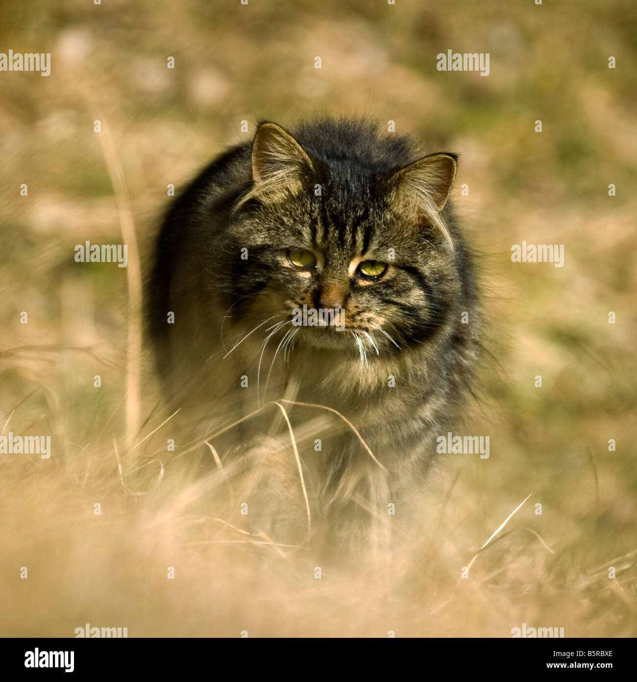 Cat on the hunt hi-res stock photography and images - Alamy