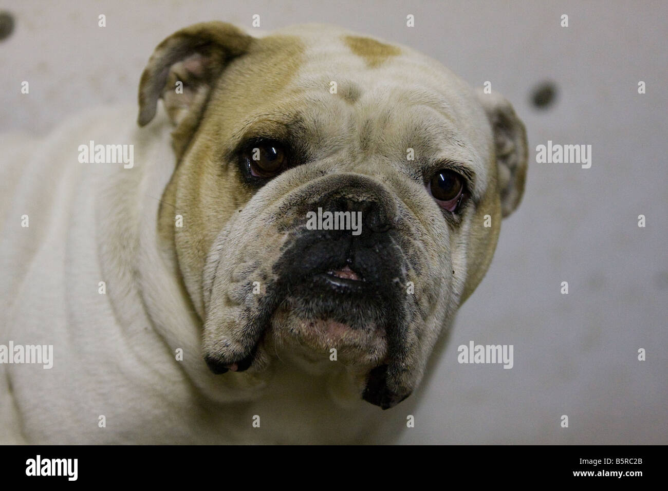 Red nose bulldog hi-res stock photography and images - Alamy