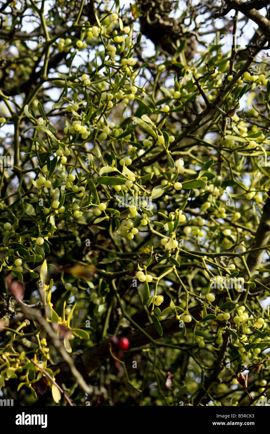 EUROPEAN COMMON MISTLETOE. VISCUM ALBUM. GROWING IN A HOST TREE Stock ...