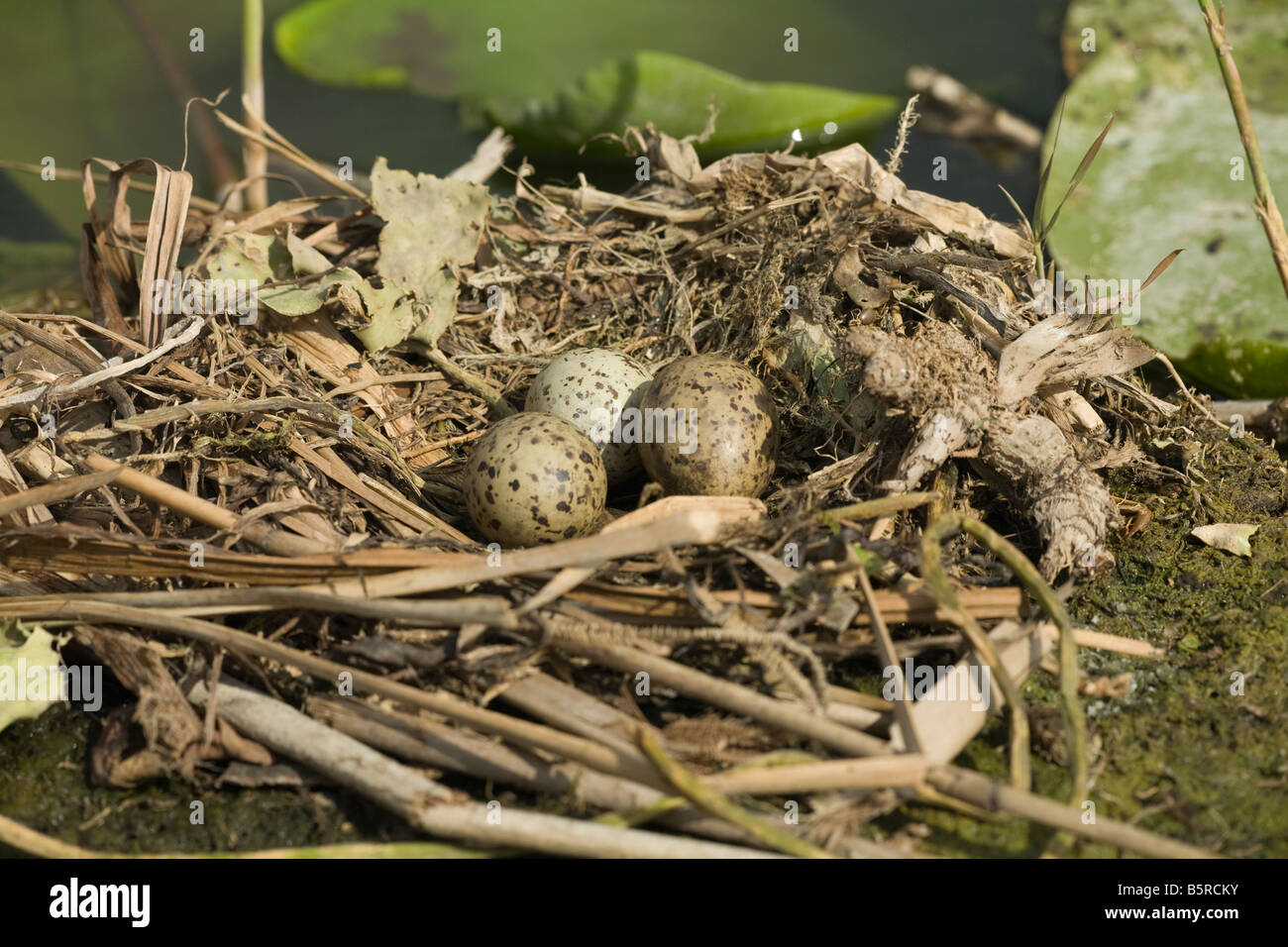 Common Tern Nest High Resolution Stock Photography and Images - Alamy