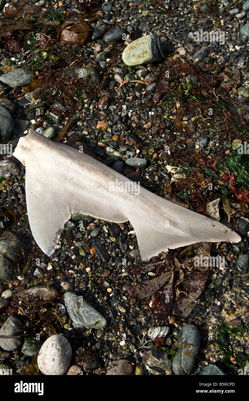 A fish tail on the beach, UK Stock Photo - Alamy