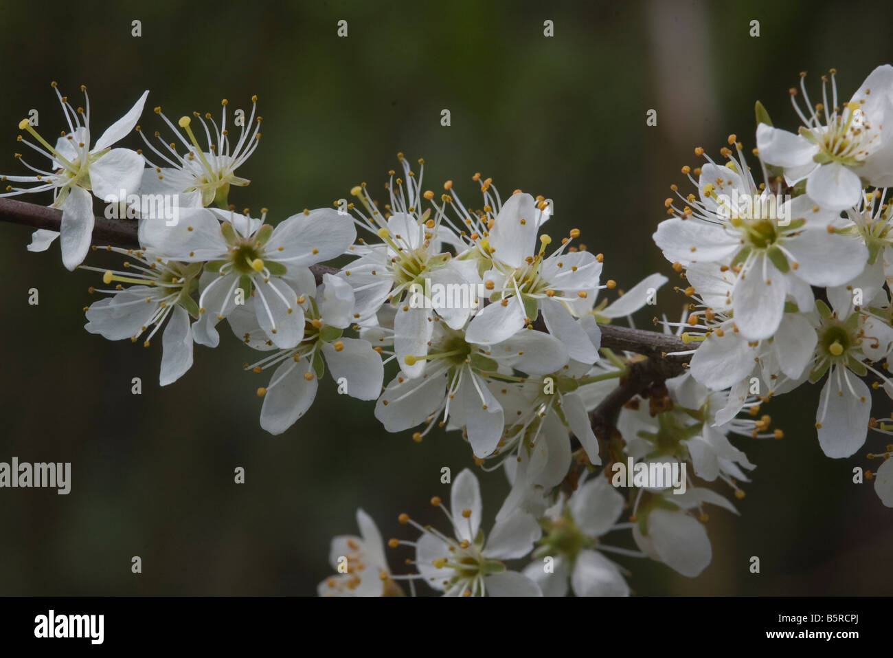 Full bush hi-res stock photography and images - Alamy