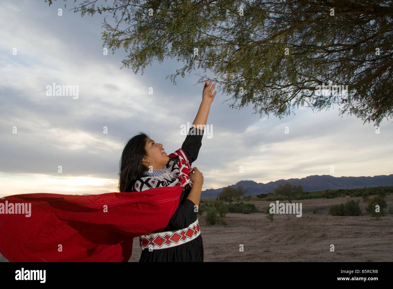 Mojave teenage girl dressed in traditional dress reaches for a mesquite ...