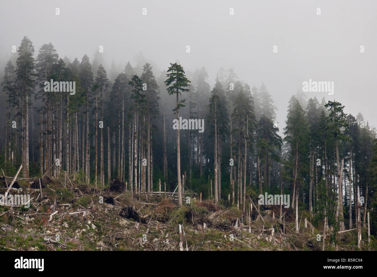 clear cut, logging Stock Photo - Alamy