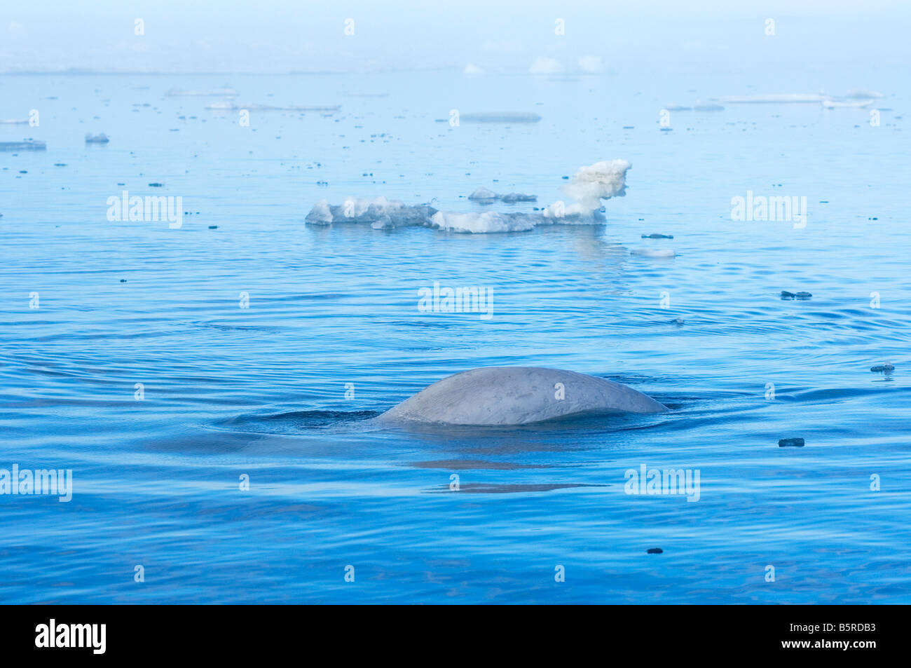 Belug swims near melting shorefast ice in the Beaufort Sea Arctic Ocean ...