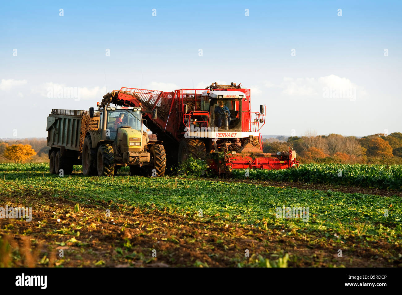 A Combined Harvest machine lifting "Sugar Beet" on "North Norfolk ...