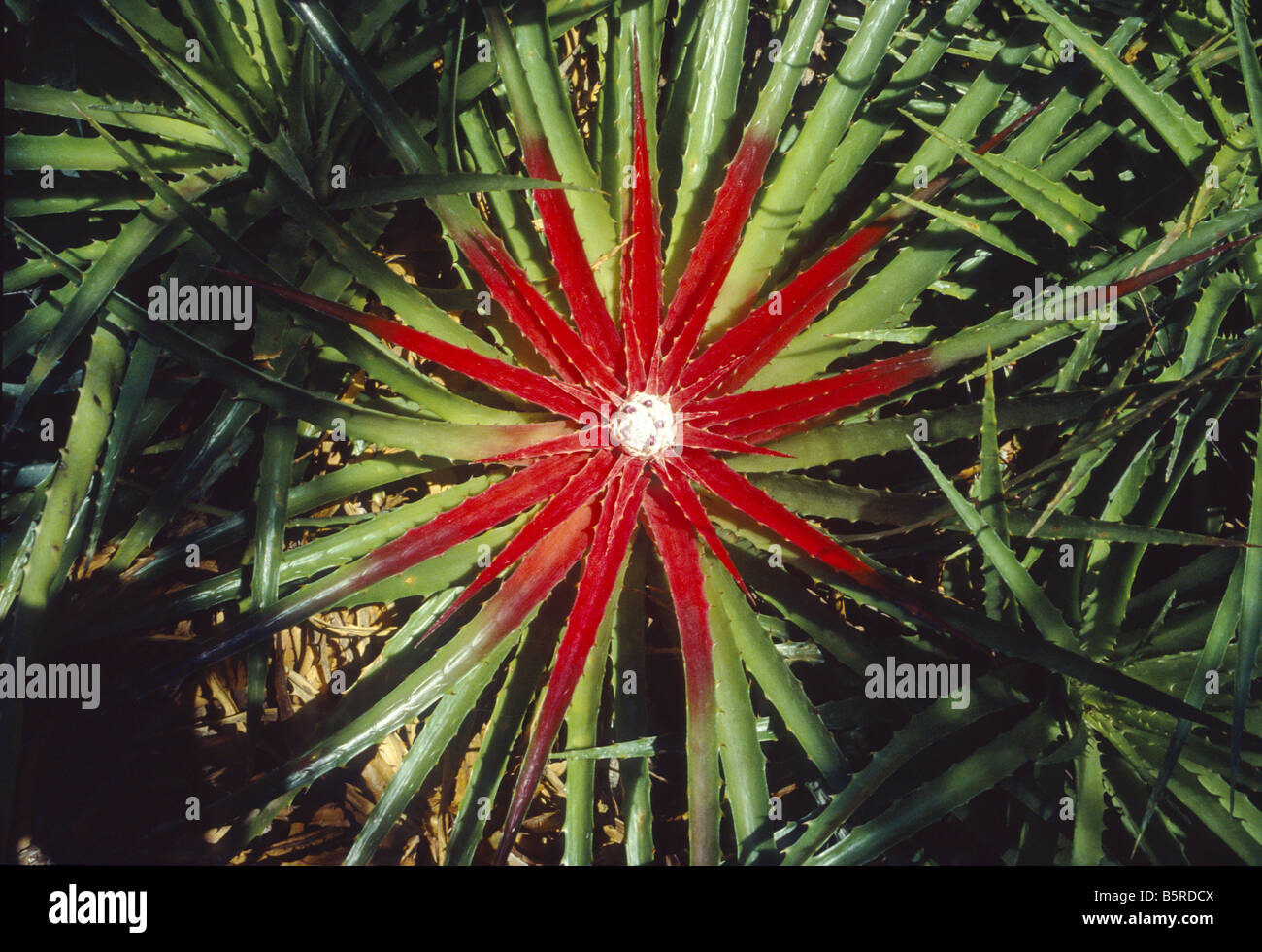 Curacao cactus hi-res stock photography and images - Alamy